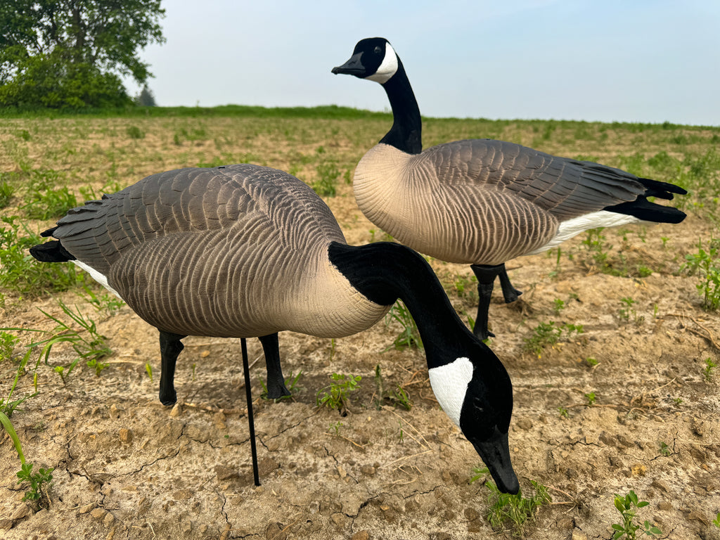 Cheap Fullbody Canada Goose Decoys - Bulk Decoy Club