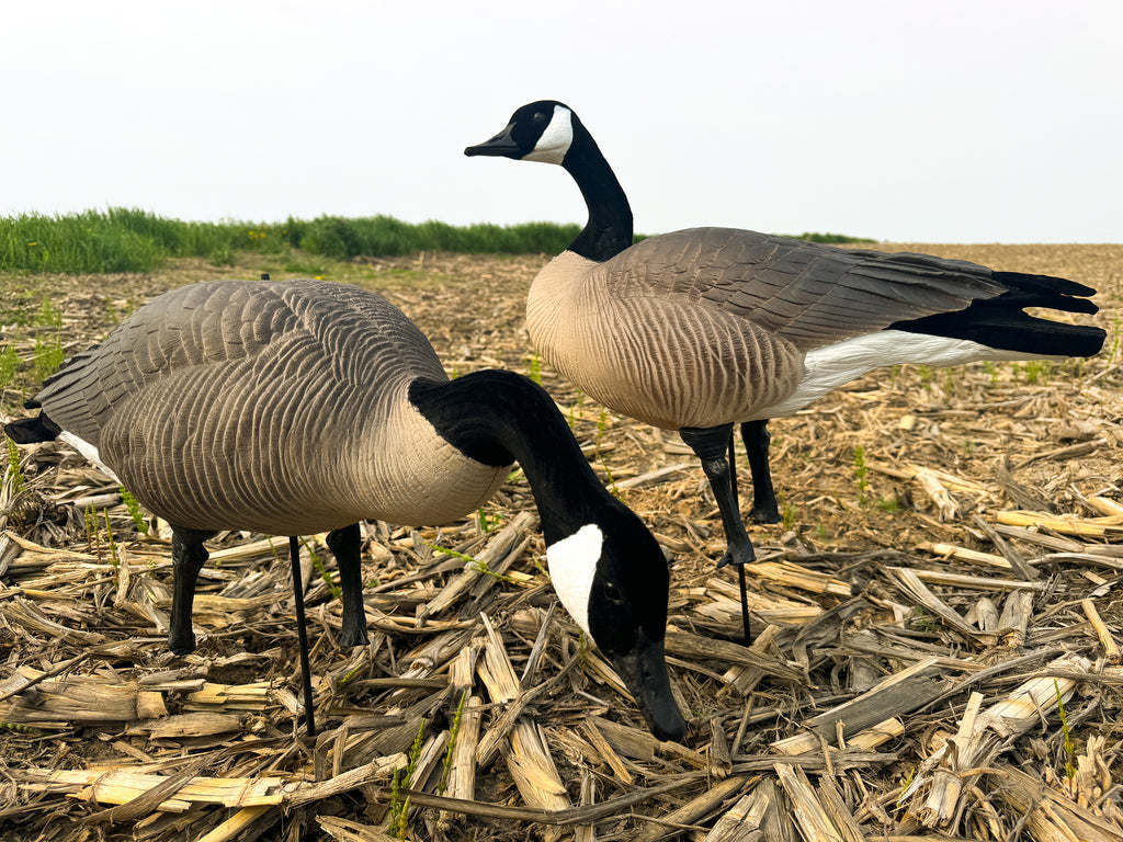 Cheap Fullbody Canada Goose Decoys - Bulk Decoy Club
